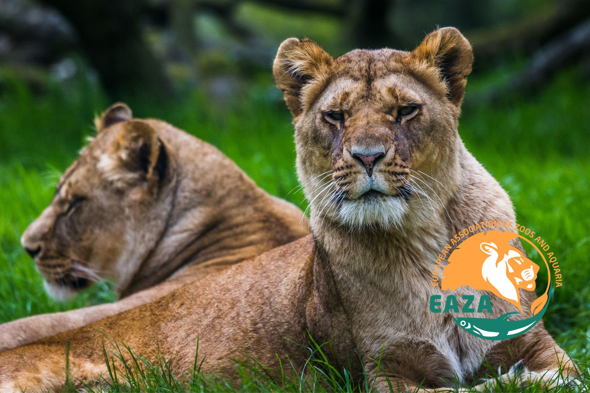 DigiTickets Joins EAZA!